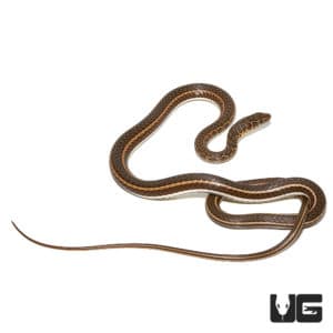 Baby Eastern Garter Snakes For Sale - Underground Reptiles