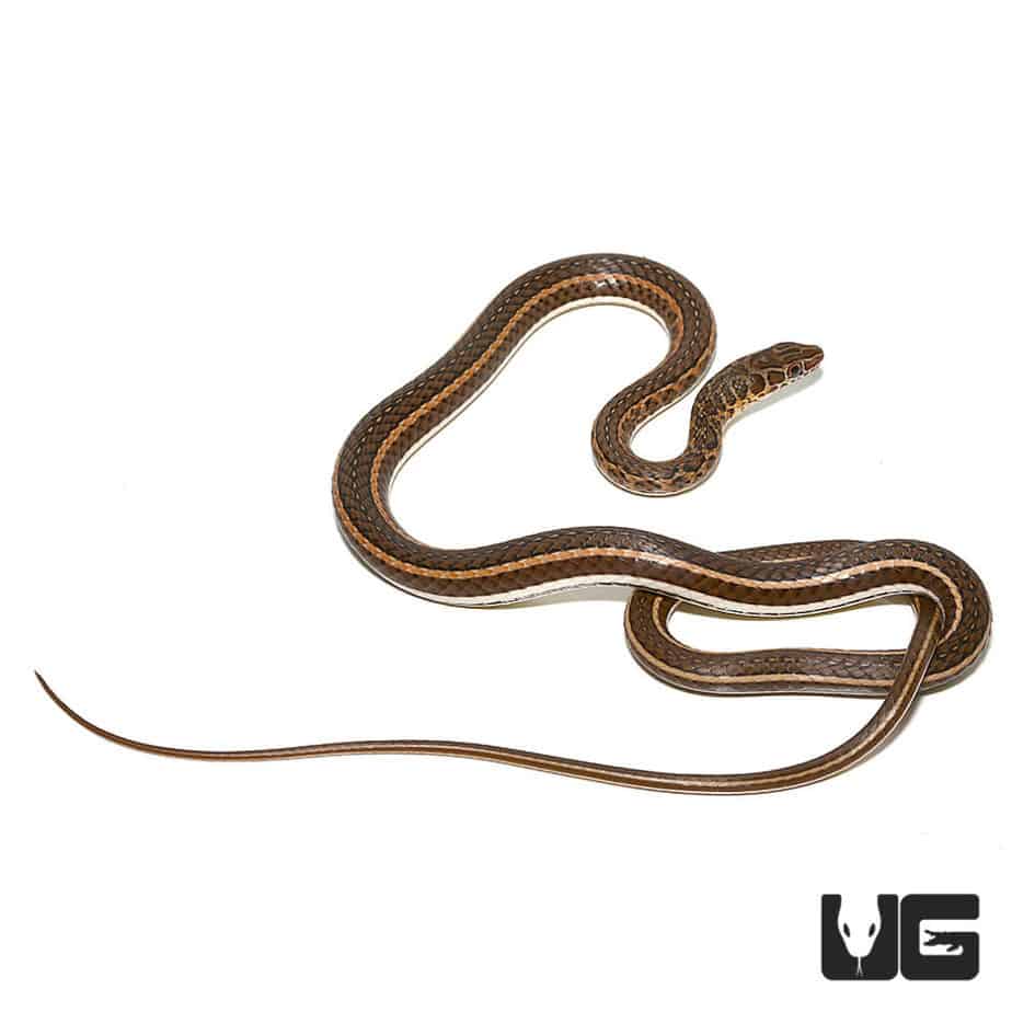 Baby Eastern Garter Snakes For Sale - Underground Reptiles