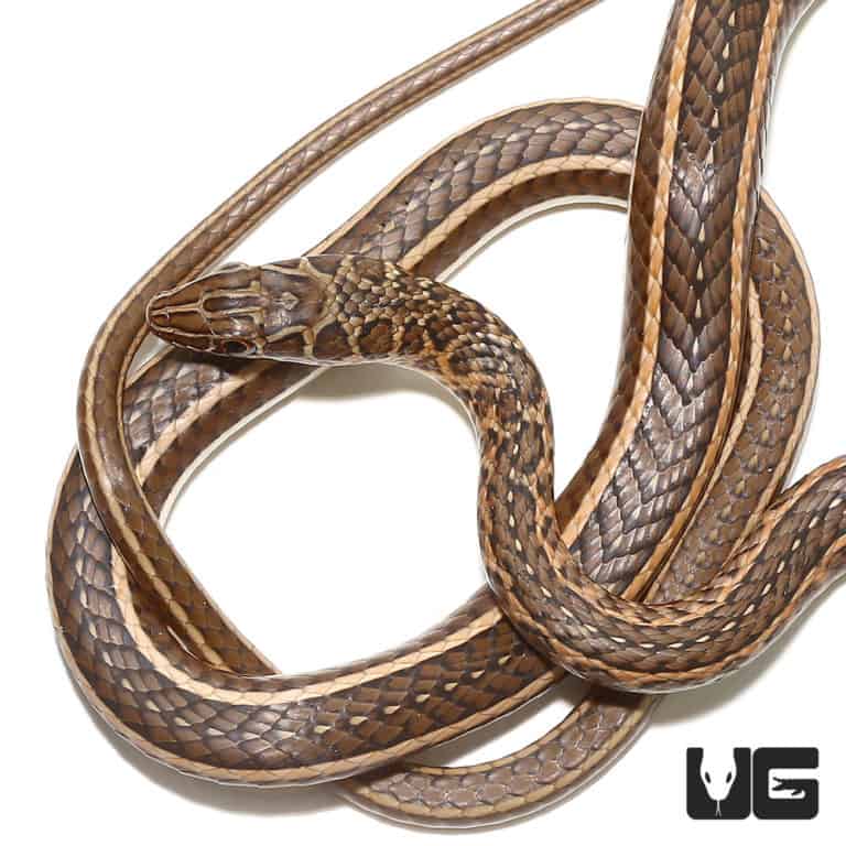 Baby Eastern Garter Snakes For Sale - Underground Reptiles