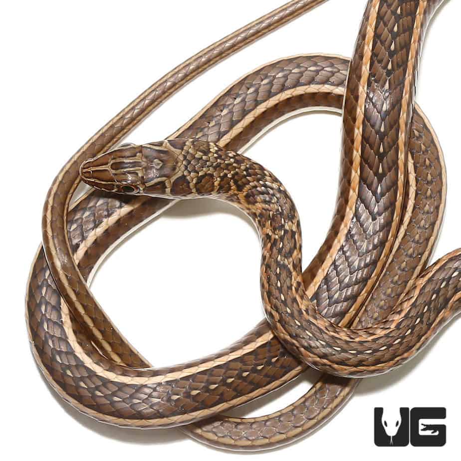 Baby Eastern Garter Snakes For Sale - Underground Reptiles