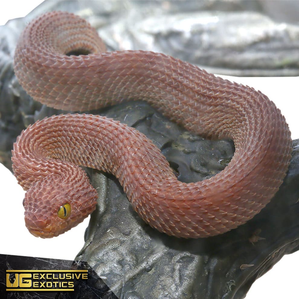 Baby Red Patternless Squamigera Bush Vipers (Atheris squamigera) For ...