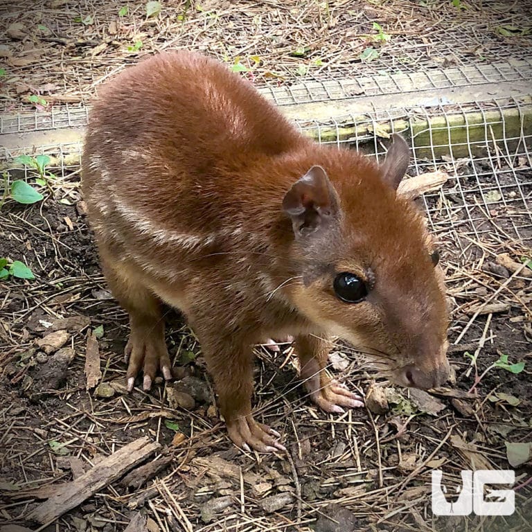 Pacas For Sale - Underground Reptiles