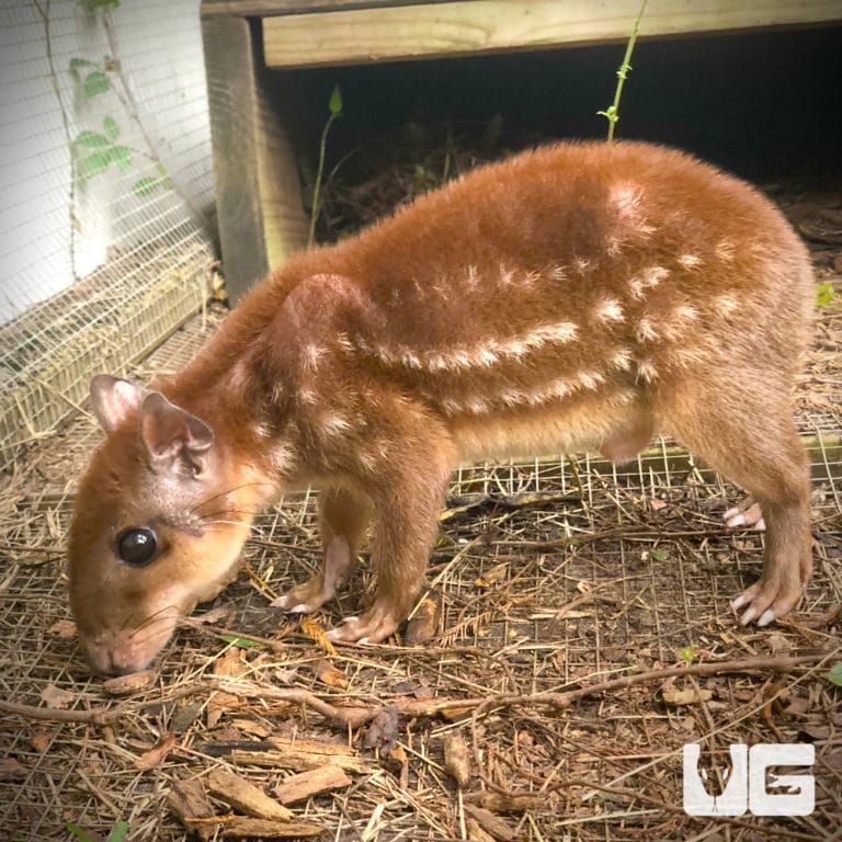 Pacas For Sale - Underground Reptiles