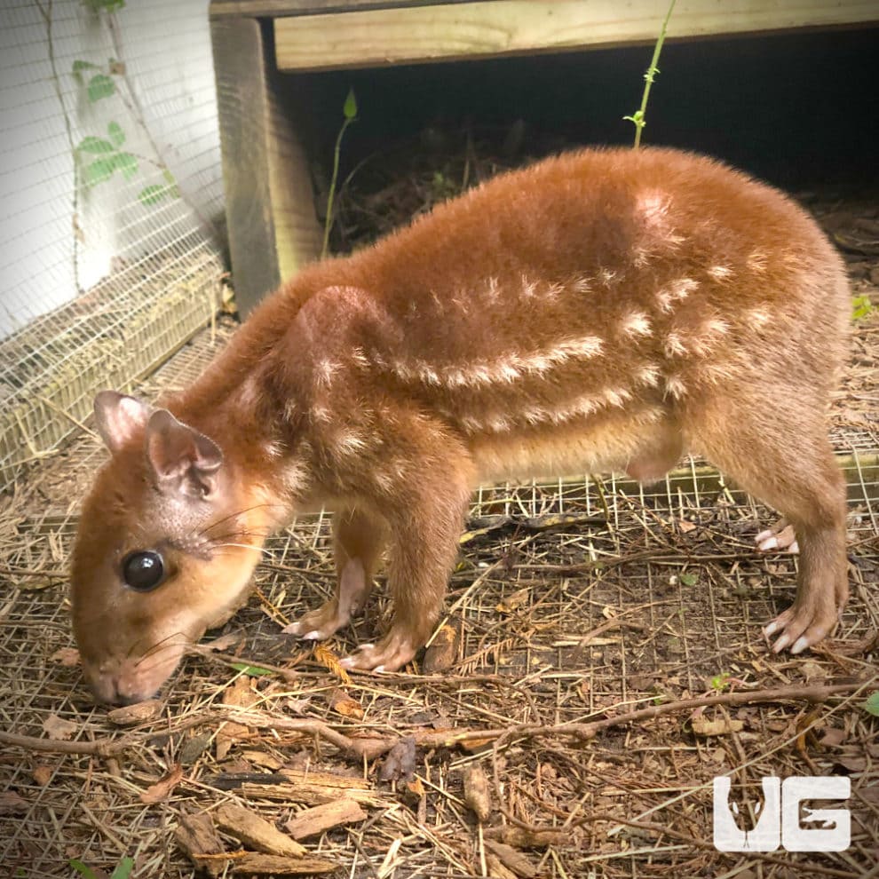 Pacas For Sale - Underground Reptiles