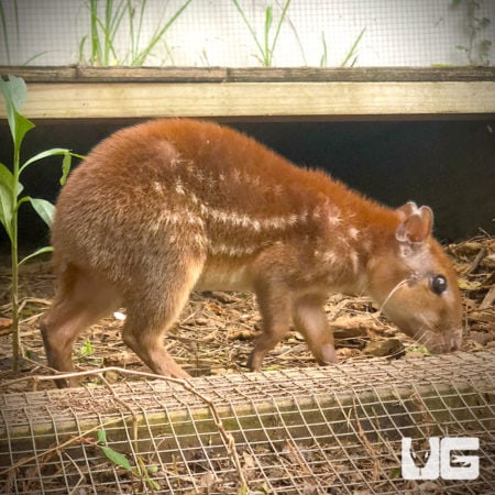 Pacas For Sale - Underground Reptiles