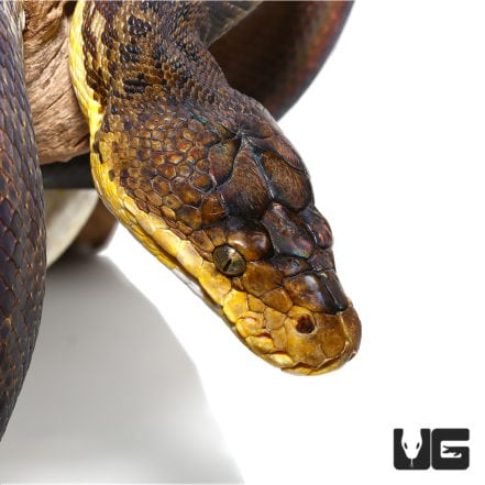Pythons For Sale - Underground Reptiles