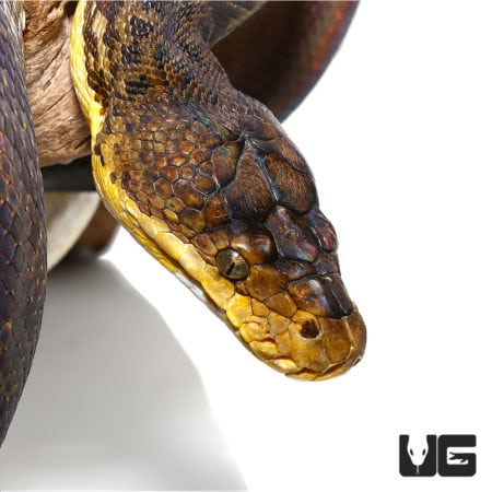Pythons For Sale - Underground Reptiles