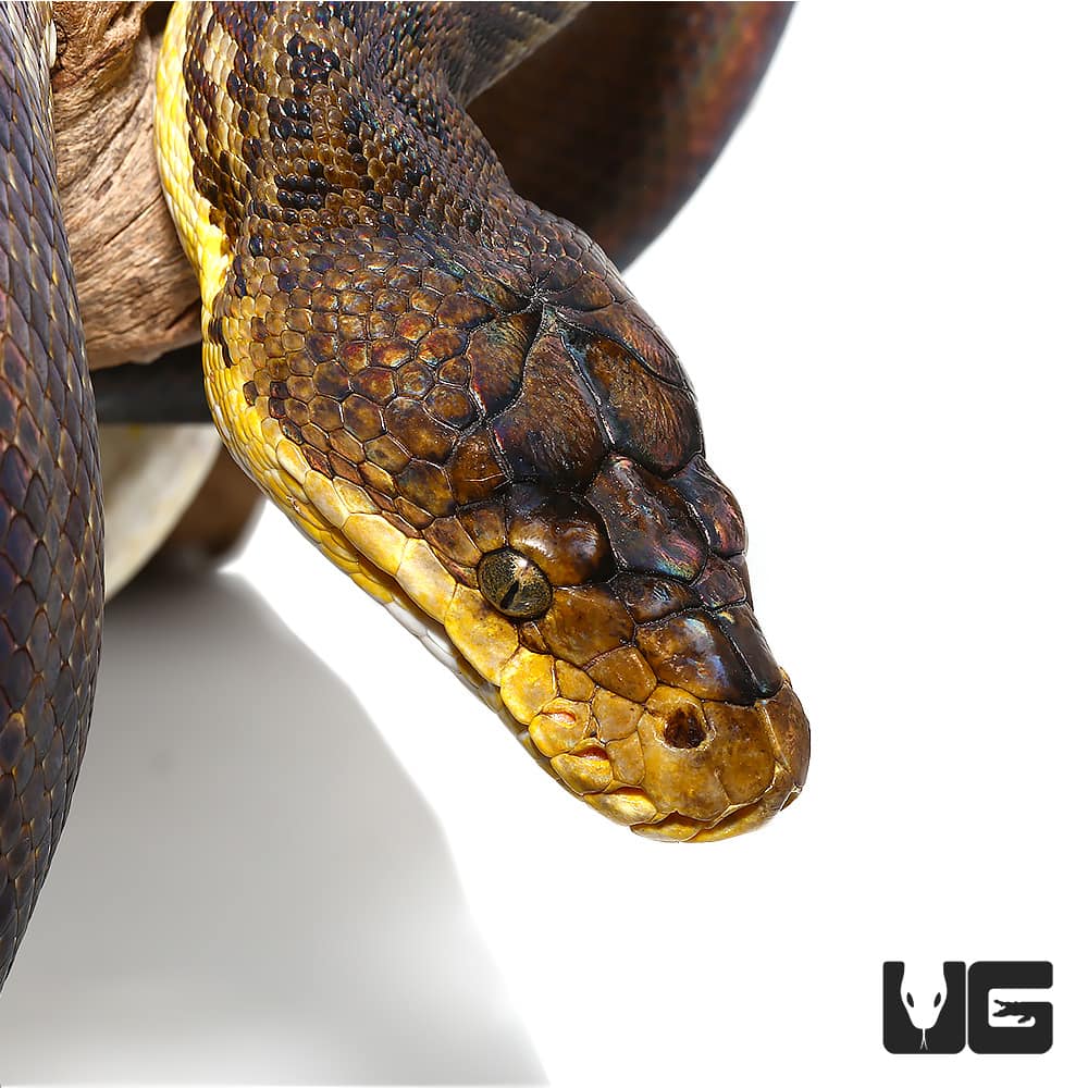 Adult Timor Python (Malayopython timoriensis) For Sale - Underground ...