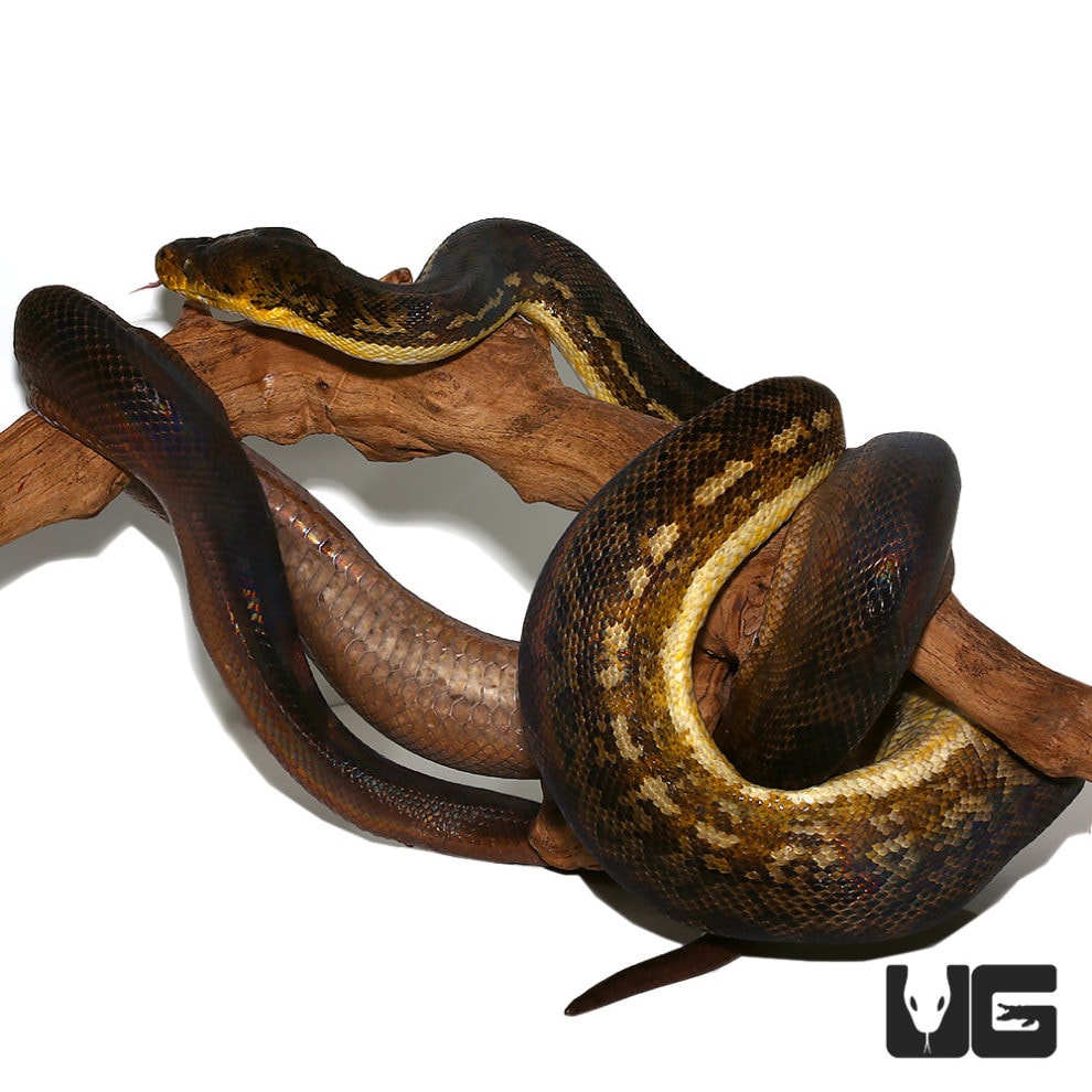 Adult Timor Python (Malayopython timoriensis) For Sale - Underground ...