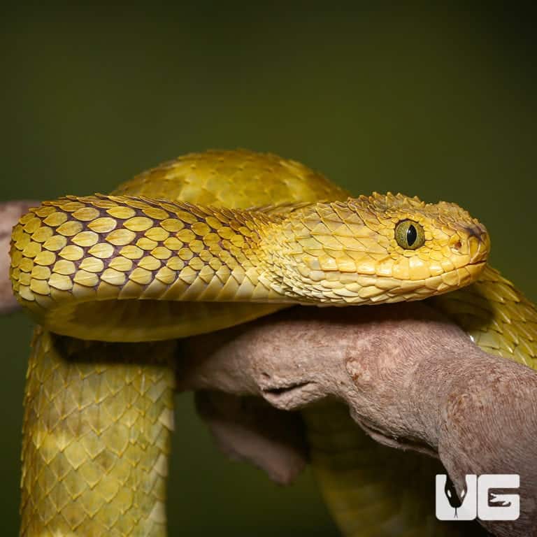 Venomous Snakes & Lizards For Sale - Underground Reptiles