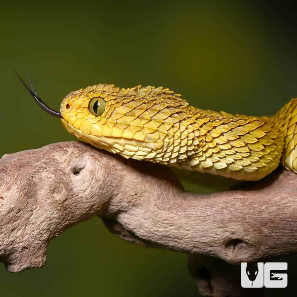 Adult Yellow Squamigera Bush Vipers (Atheris squamigera) For Sale ...