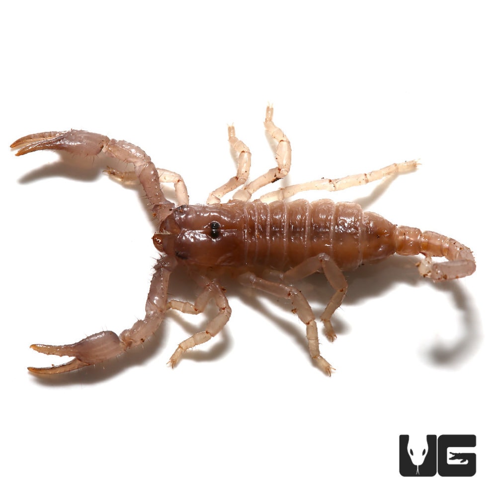 Inverts For Sale - Spiders, Scorpions & More - Underground Reptiles