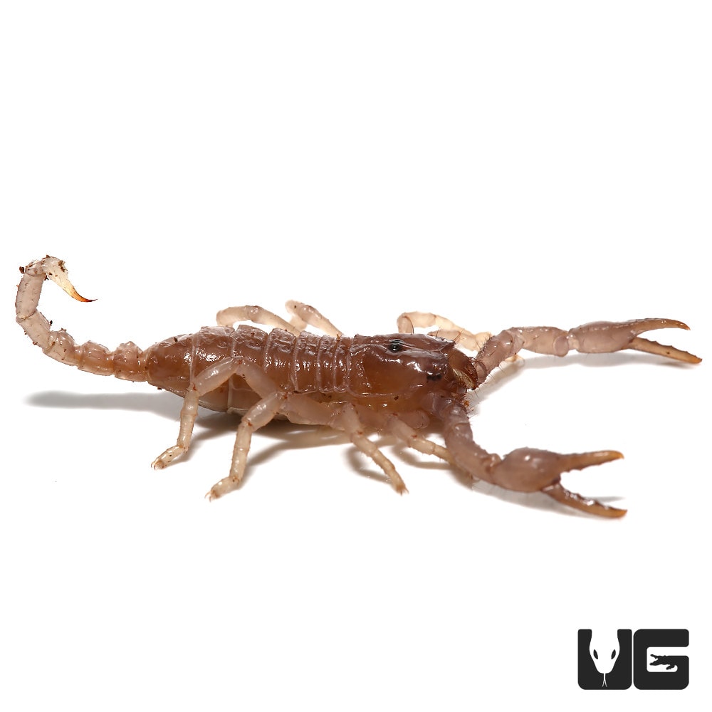 Congo Emperor Scorpion (Pandinus imperator) For Sale - Underground Reptiles