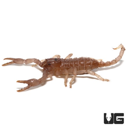 Congo Emperor Scorpion (Pandinus imperator) For Sale - Underground Reptiles