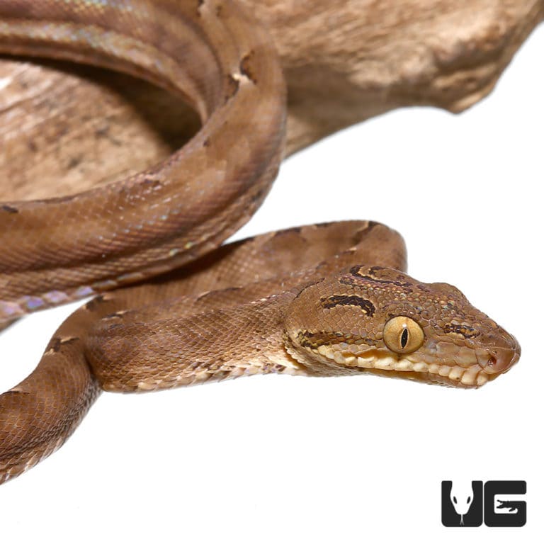 Boas For Sale - Underground Reptiles