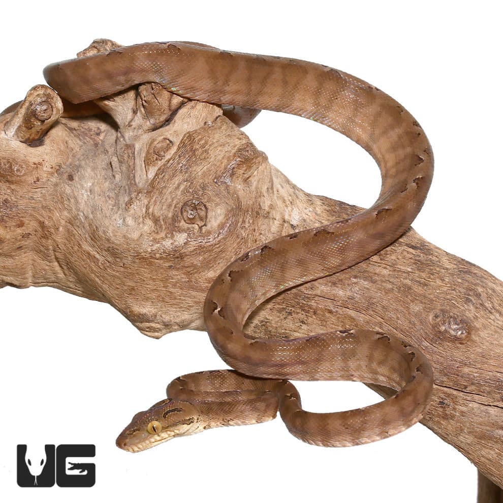 Boas For Sale - Underground Reptiles