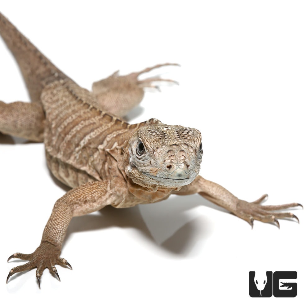 Rhino Iguanas For Sale - Underground Reptiles