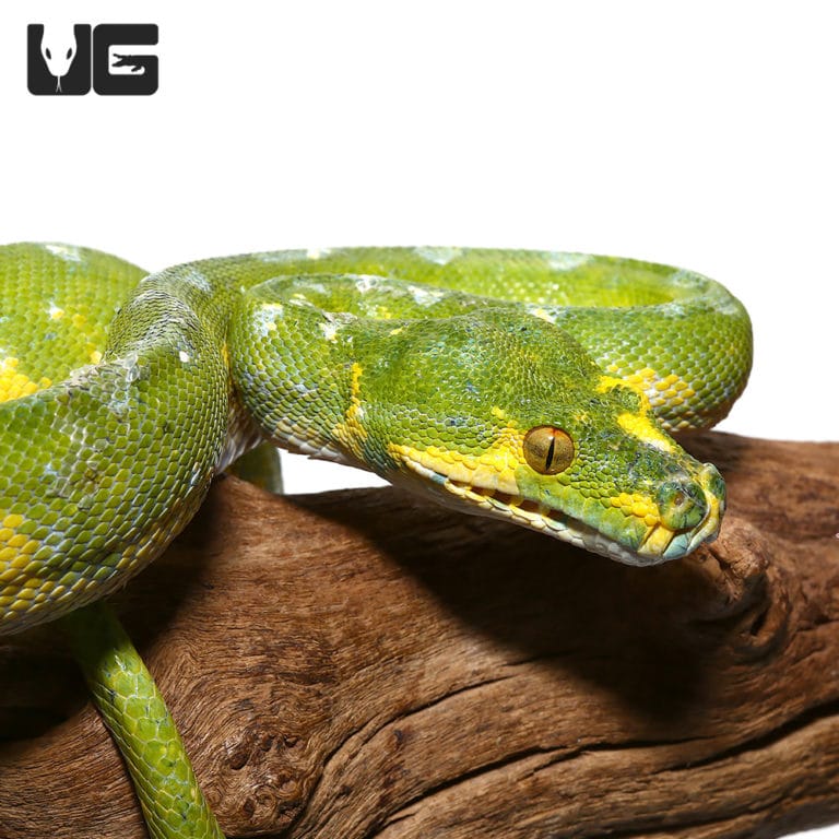 Adult Aru Green Tree Python for sale - Underground Reptiles