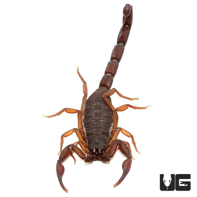 Florida Bark Scorpions (Centruroides gracilis) For Sale - Underground ...