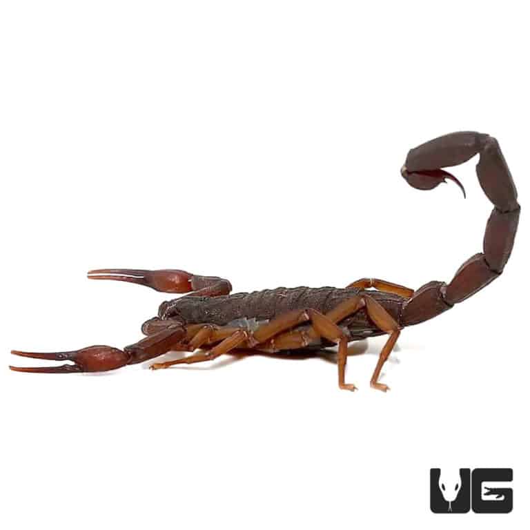 Florida Bark Scorpions (Centruroides gracilis) For Sale - Underground ...