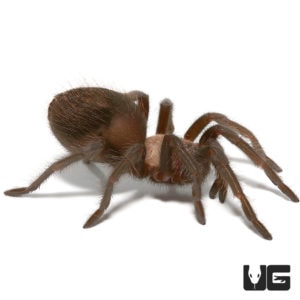 Mexican Golden Red Rump Tarantula (Brachypelma albiceps) For Sale ...