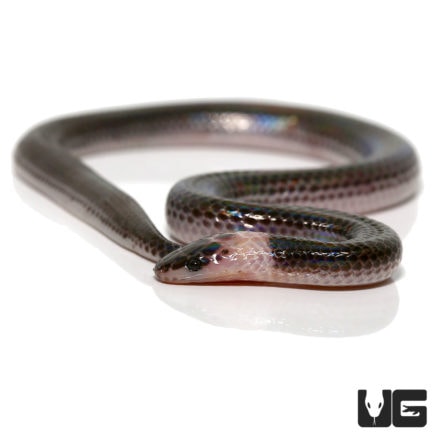Baby Sunbeam Snakes (Xenopeltis unicolor) For Sale - Underground Reptiles