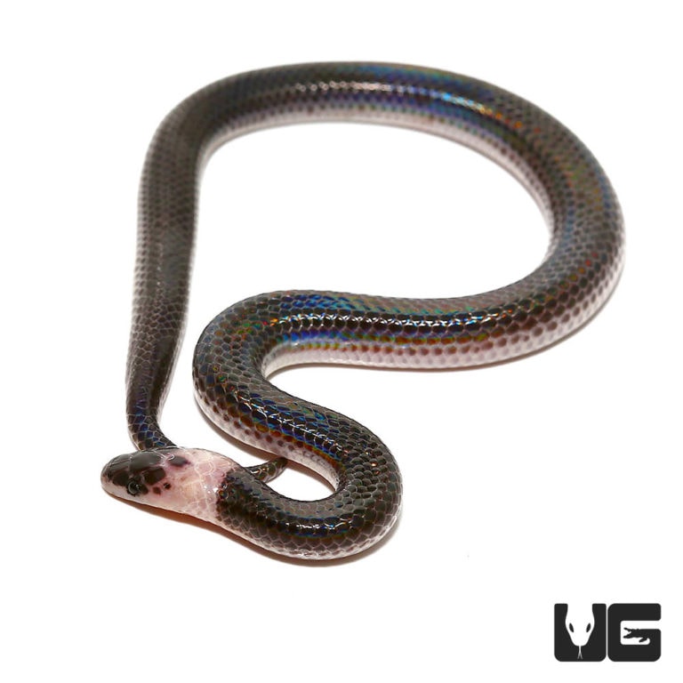 Baby Sunbeam Snakes (Xenopeltis unicolor) For Sale - Underground Reptiles