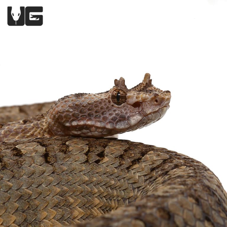 Horned Pit Vipers (Protobothrops cornutus) For Sale - Underground Reptiles