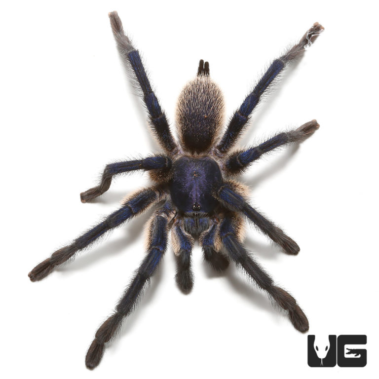 Socotra Island Blue Baboon Tarantula For Sale - Underground Reptiles