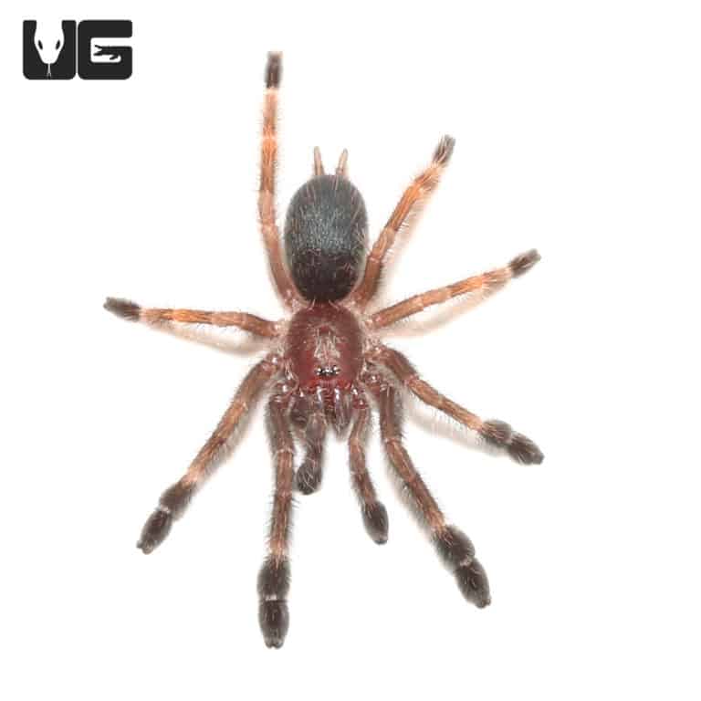 Tarantulas & Spiders For Sale - Page 13 of 33 - Underground Reptiles