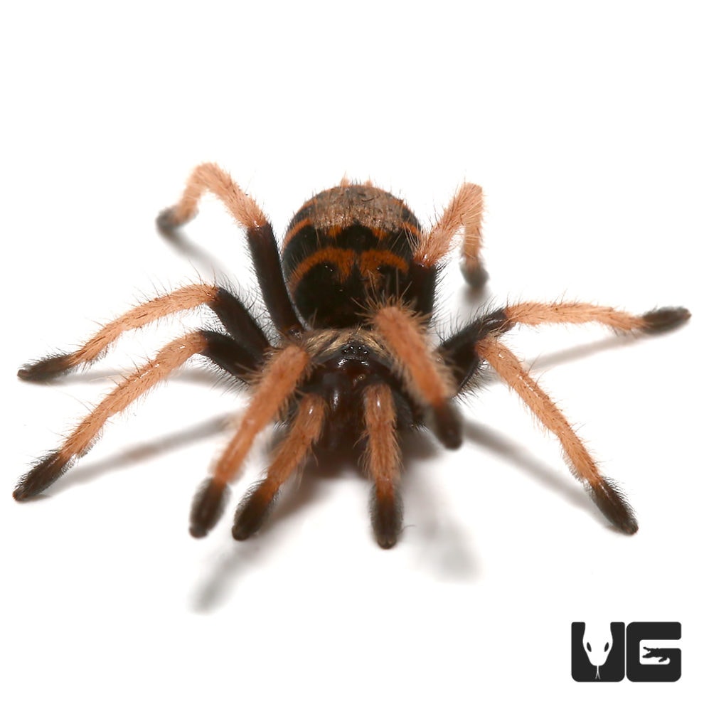 Green Bottle Blue Tarantula - Underground Reptiles