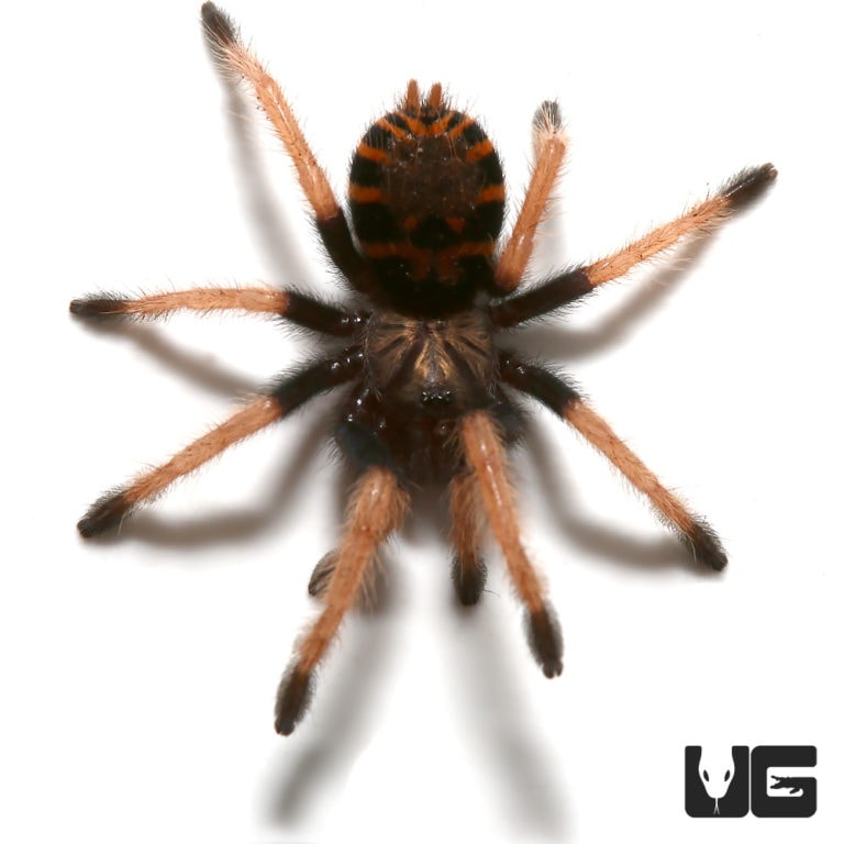 Green Bottle Blue Tarantula - Underground Reptiles