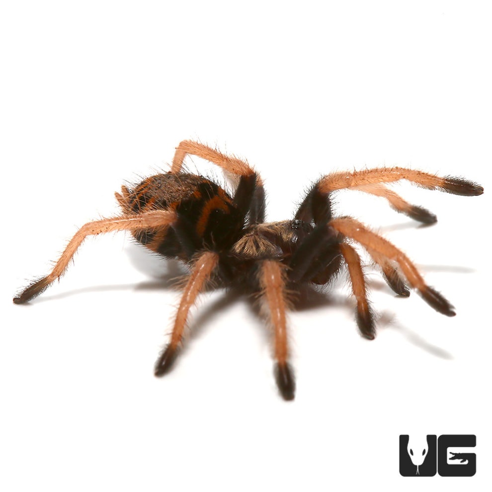 Green Bottle Blue Tarantula - Underground Reptiles