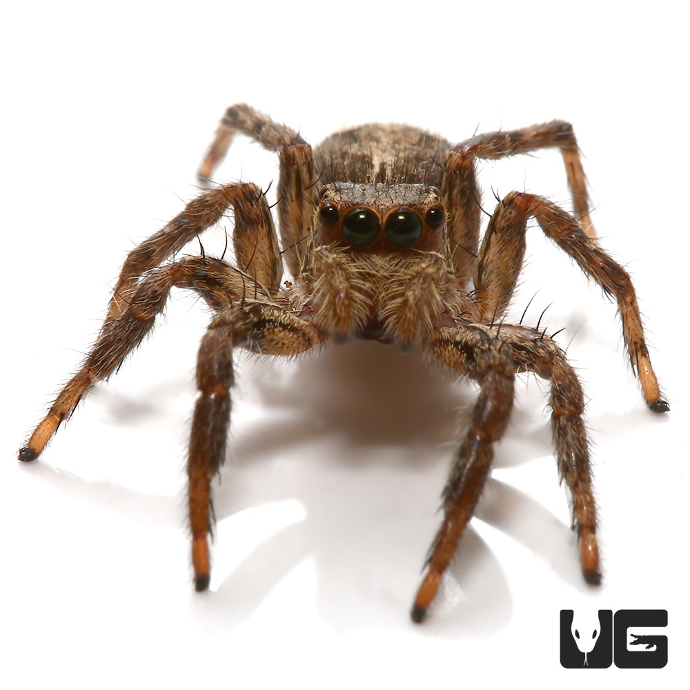 Pantropical Jumping Spider (Plexippus paykulli) For Sale - Underground ...