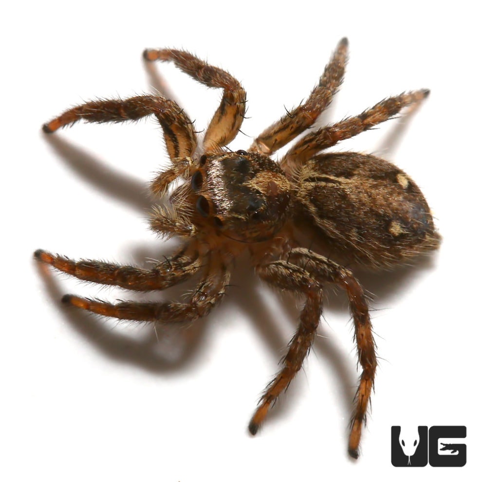 Pantropical Jumping Spider (Plexippus paykulli) For Sale - Underground ...