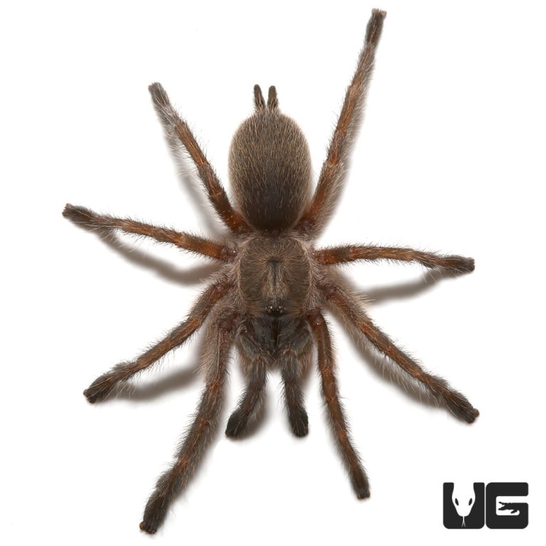 Tarantulas & Spiders For Sale - Underground Reptiles