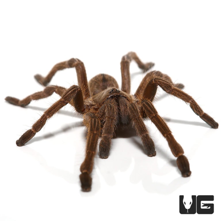 Thailand Zebra Earth Tiger Tarantula (Haplopelma Cyriopagopus ...