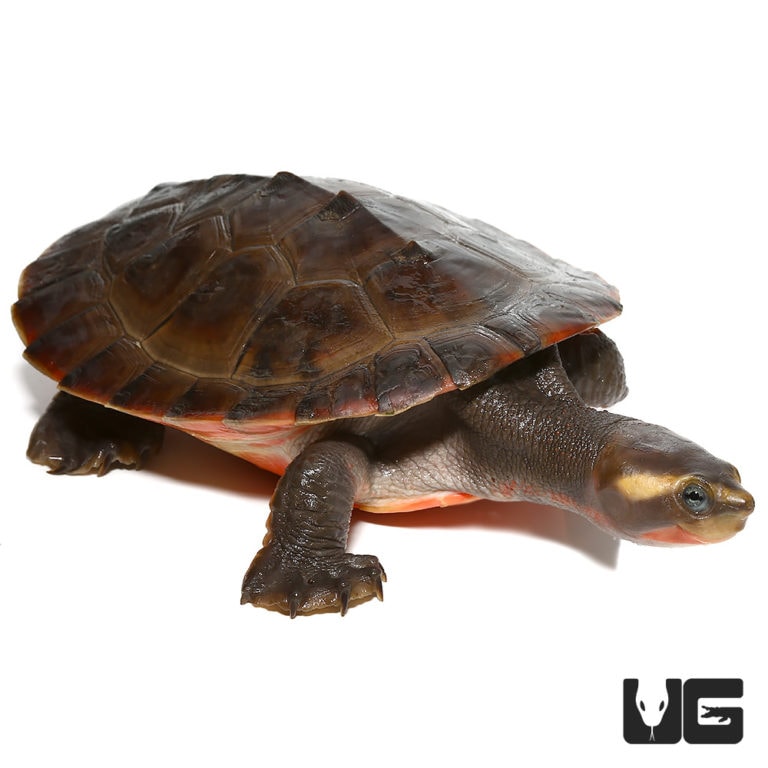 Turtles For Sale - Underground Reptiles