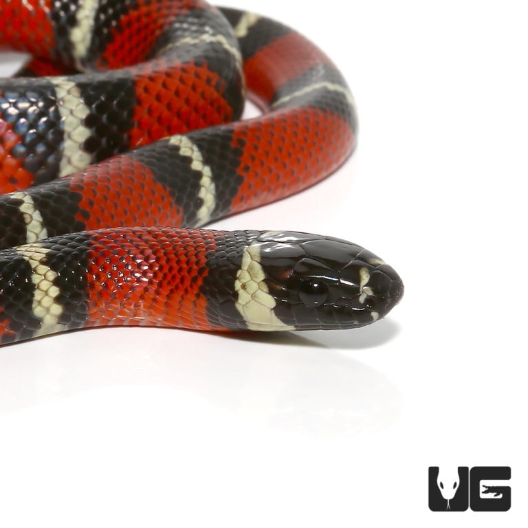 Milksnakes For Sale - Underground Reptiles