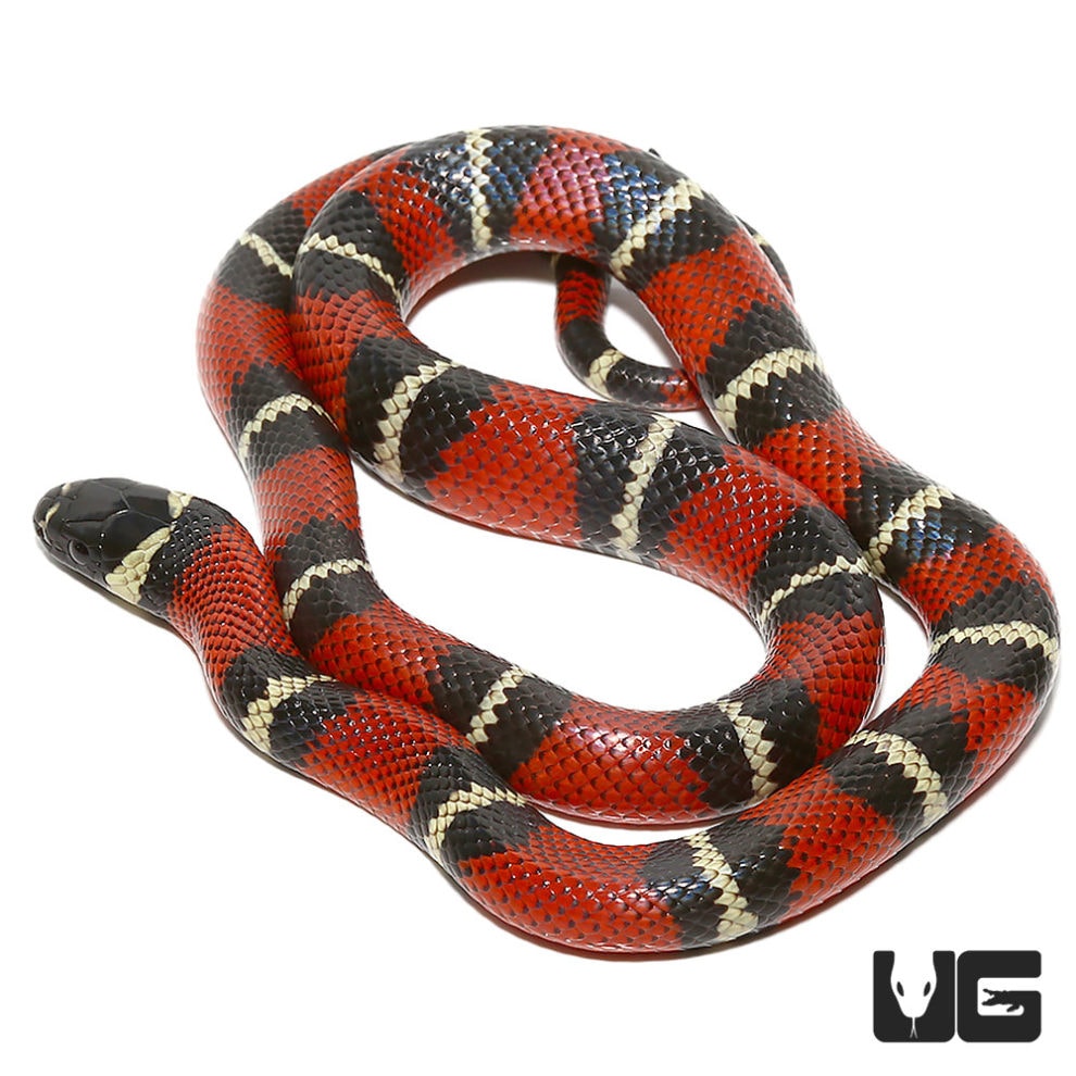 Milksnakes For Sale - Underground Reptiles