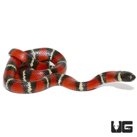 Yearling Stuart’s Milksnakes (Lampropeltis triangulum stuarti) For Sale ...