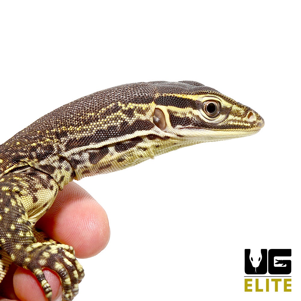 Auctions - Underground Reptiles