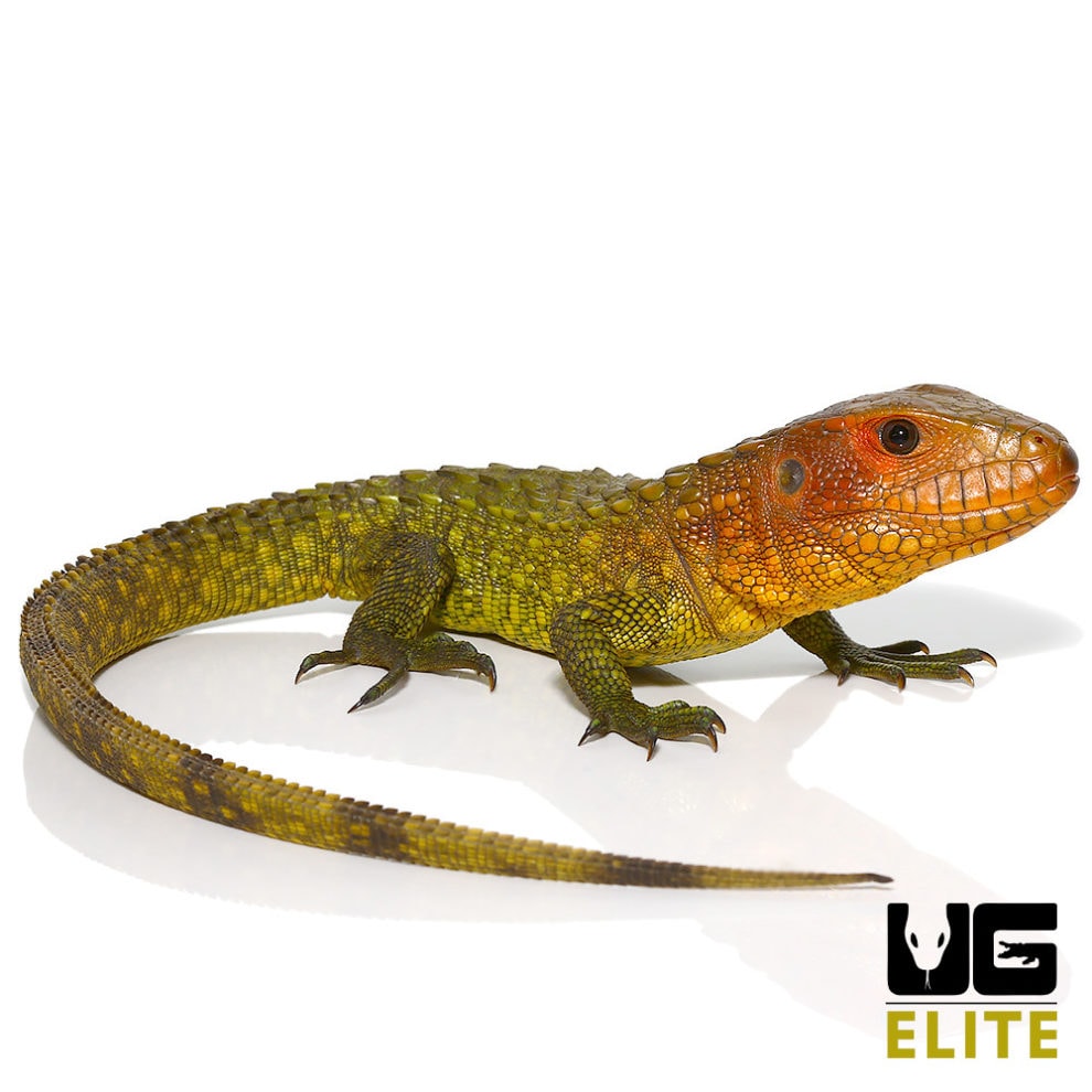 Care Sheets - Underground Reptiles