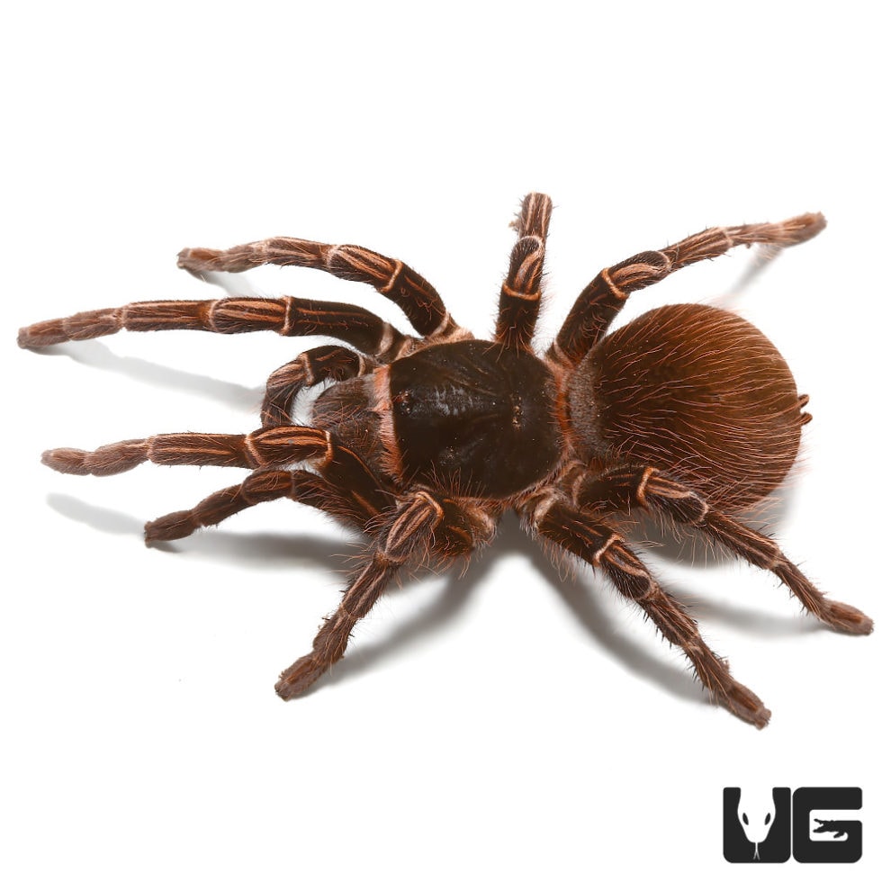 Amazon Giant Striped Birdeater Tarantulas (Acanthoscurria fracta) For ...