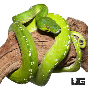 Adult Aru Green Tree Pythons (Morelia viridis) For Sale - Underground ...