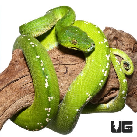 Green Tree Pythons For Sale - Underground Reptiles