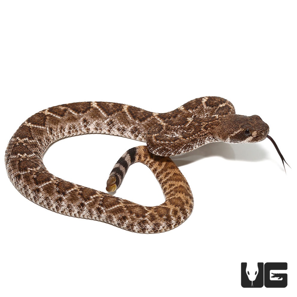 Baby Red Western Diamondback Rattlesnake for sale - Underground Reptiles
