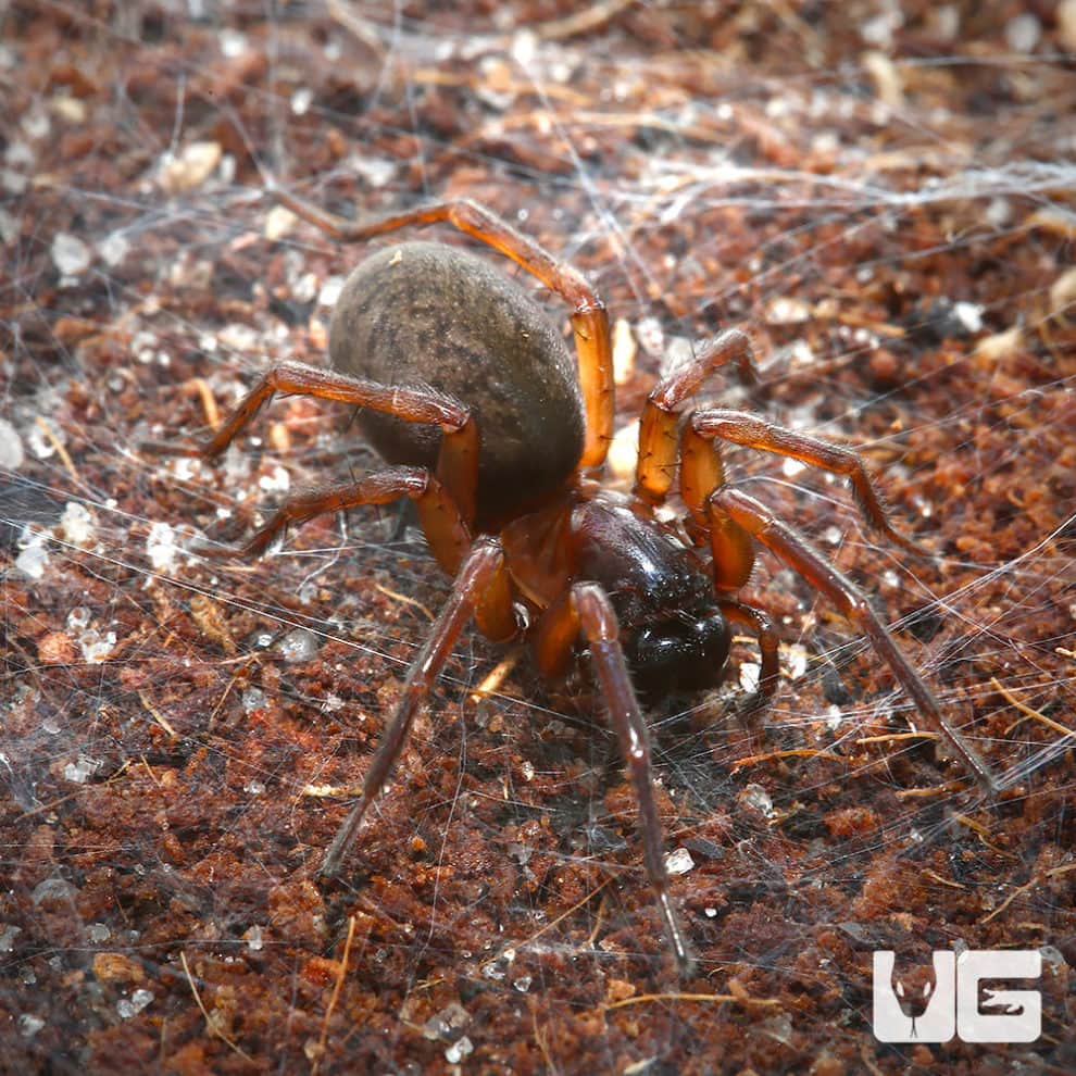 Farrow Orb Weaver Spider for sale - Underground Reptiles