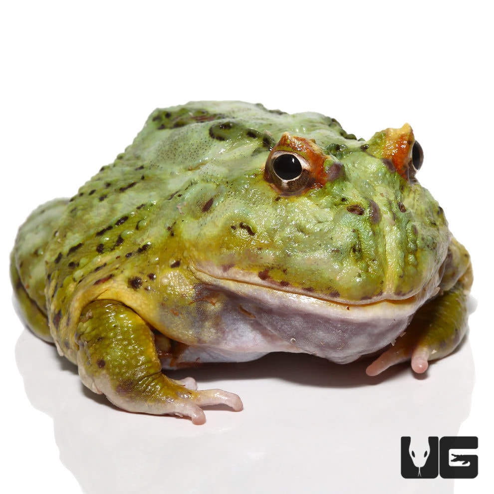 Samurai Blue Pacman Frog For Sale - Underground Reptiles