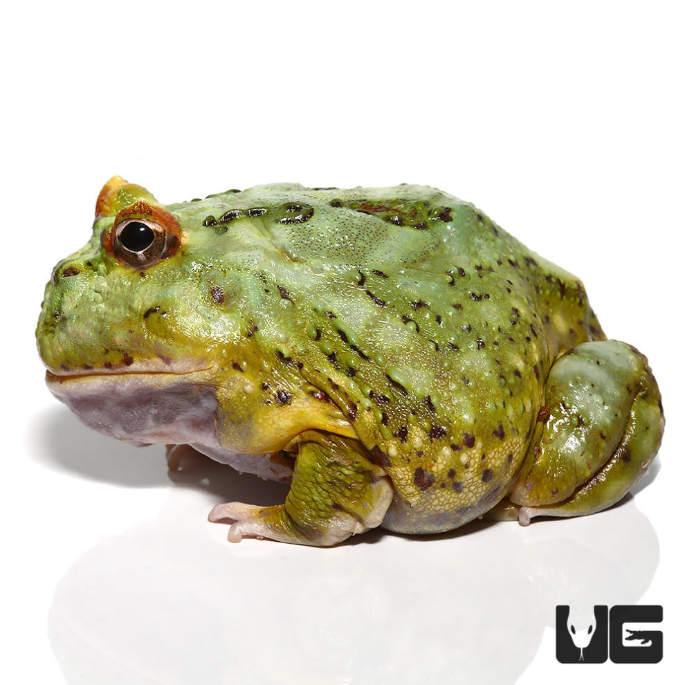 Samurai Blue Pacman Frog For Sale - Underground Reptiles